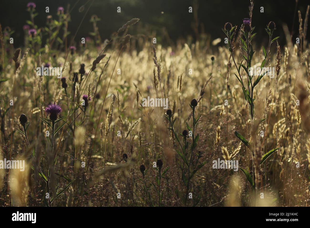 Fully grown wildflower meadow in summer filled with tall grass ...