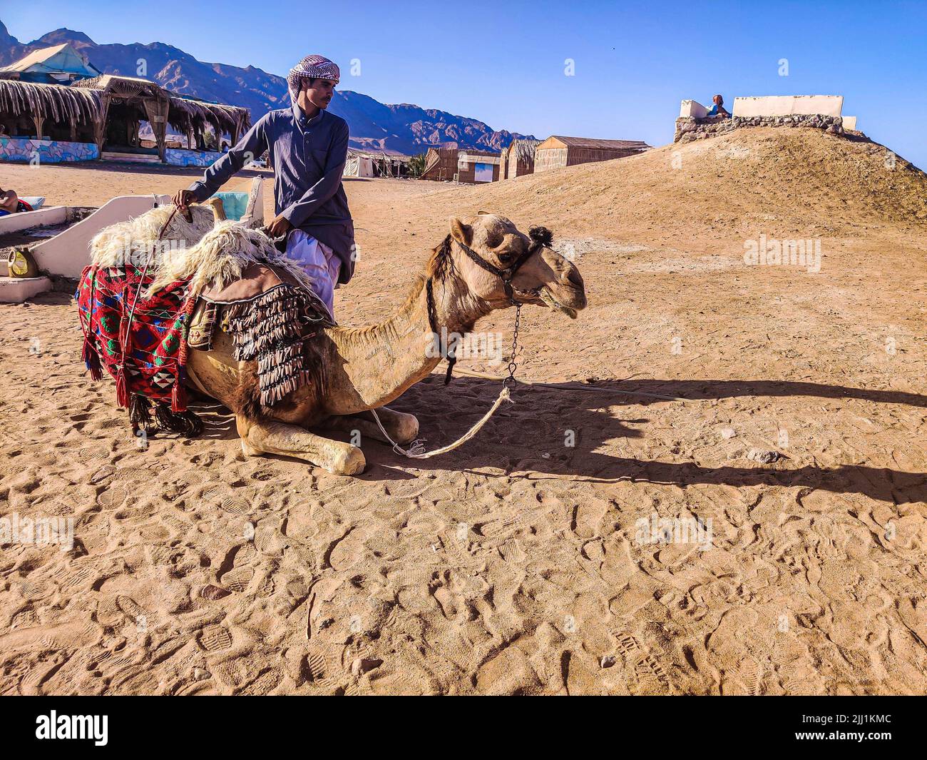 Bedouin Man standing beside his Camel on the seashore of Rashitan ...