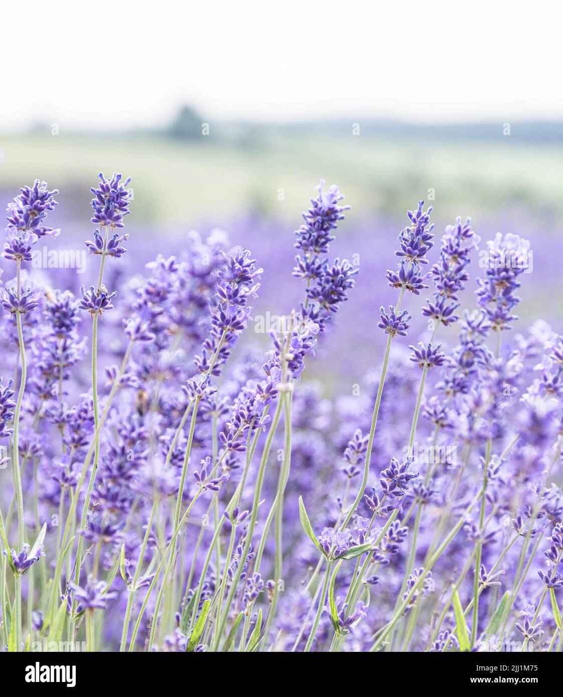 Lavender in full bloom at Cotswolds Lavender farm at Snowshill in the ...