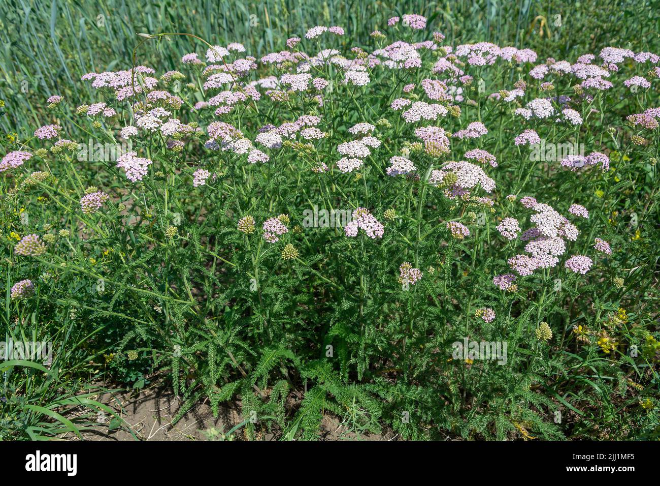 Flowering bushes of yarrow vulgaris; achillea millefolium, in a summer ...