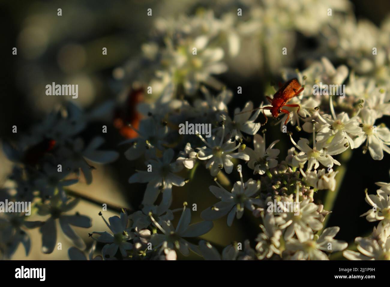 Common red soldier beetles (Rhagonycha fulva) on a white umbellifer ...