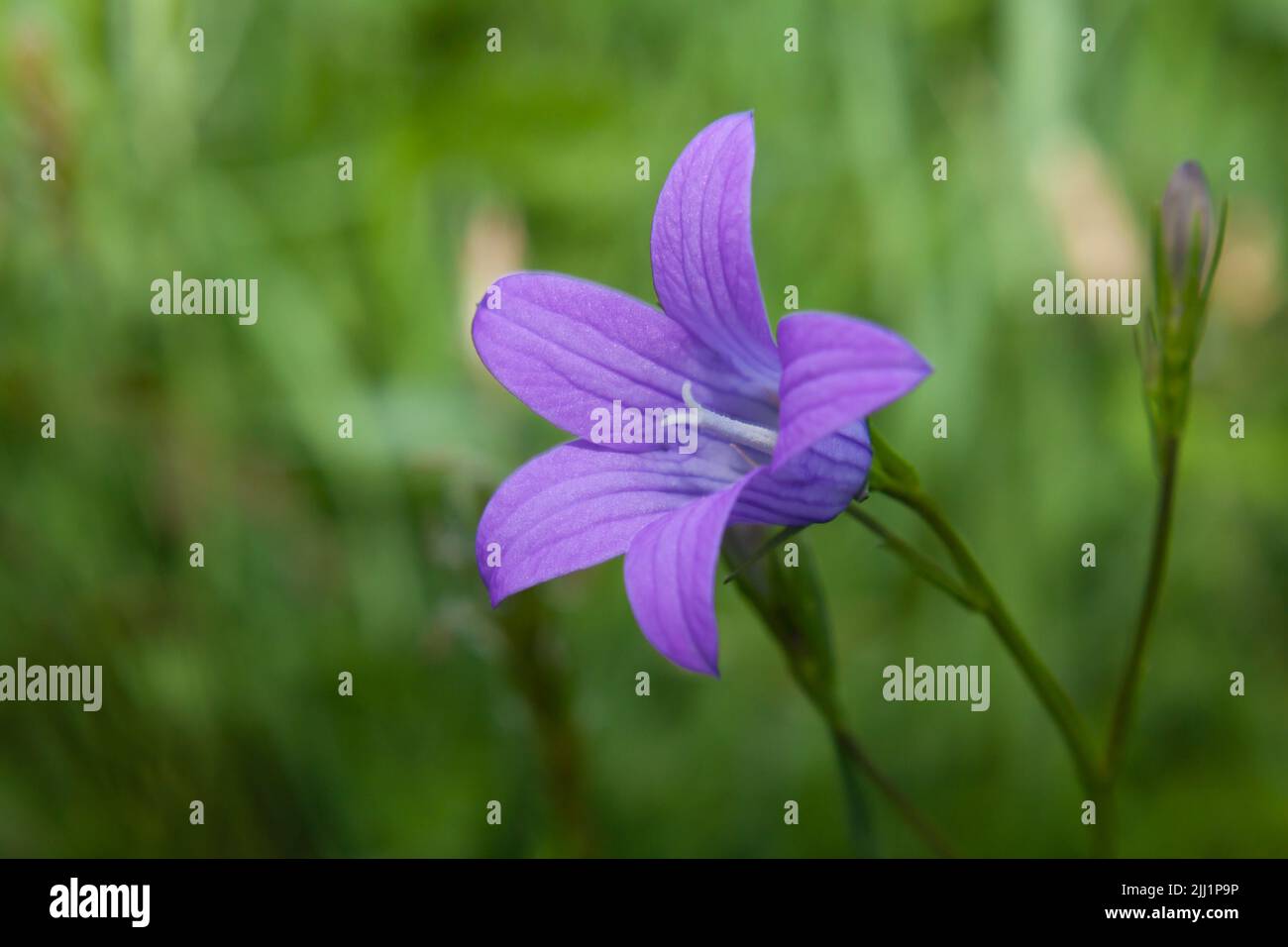 Flower meadow with bellflowers hi-res stock photography and images - Alamy