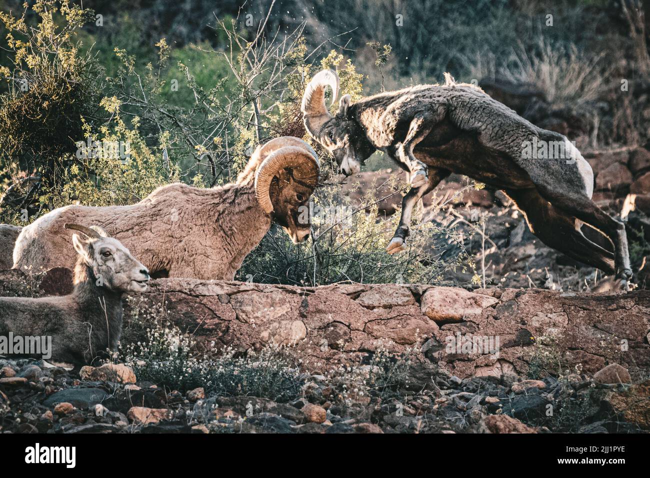 A beautiful view of bighorn sheep fighting with each other Stock Photo ...