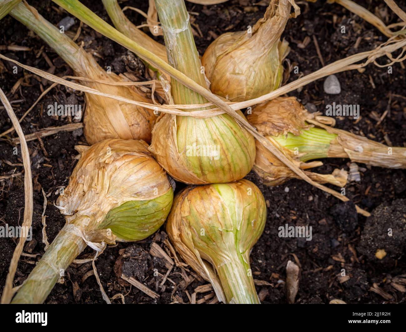 Plan view image of shallots, variety Golden Gourmet growing in a UK ...