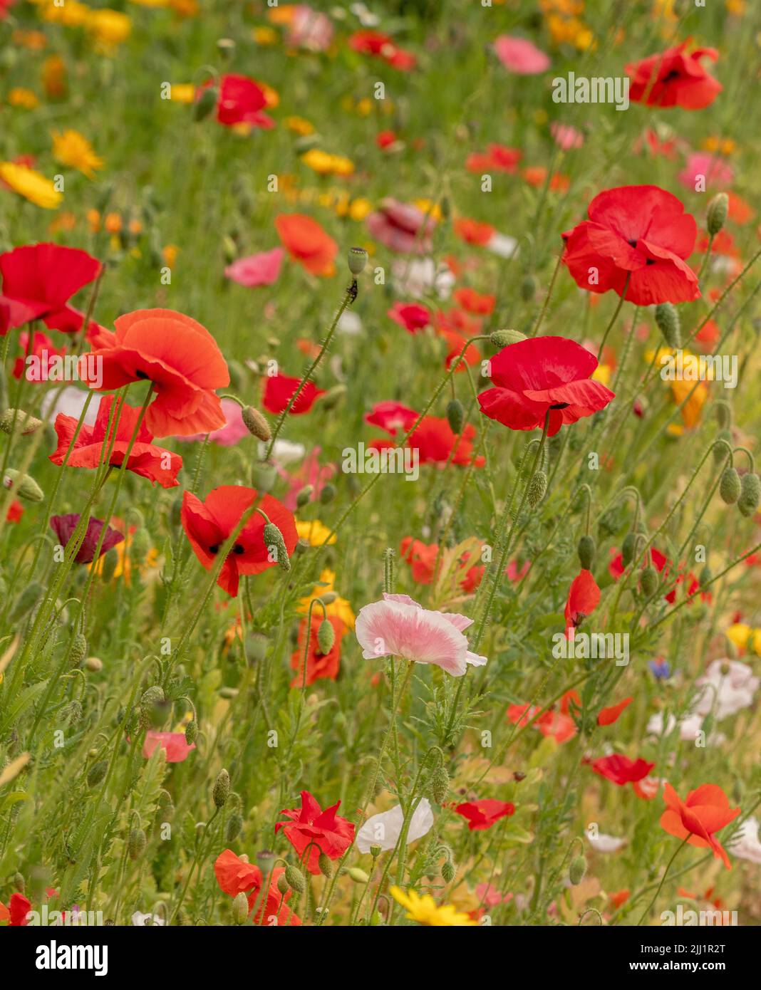 Annual meadow plants hi-res stock photography and images - Alamy