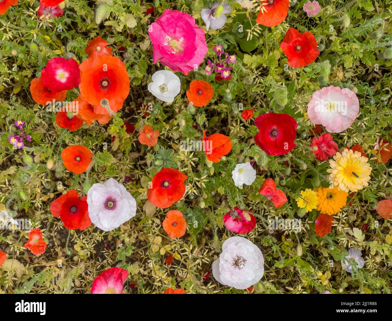 Flatplan view hi-res stock photography and images - Alamy