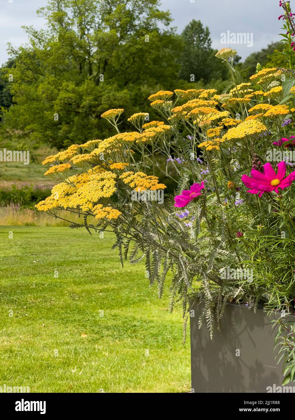 Metal container planted with yellow Achillea bright pink Cosmos and ...