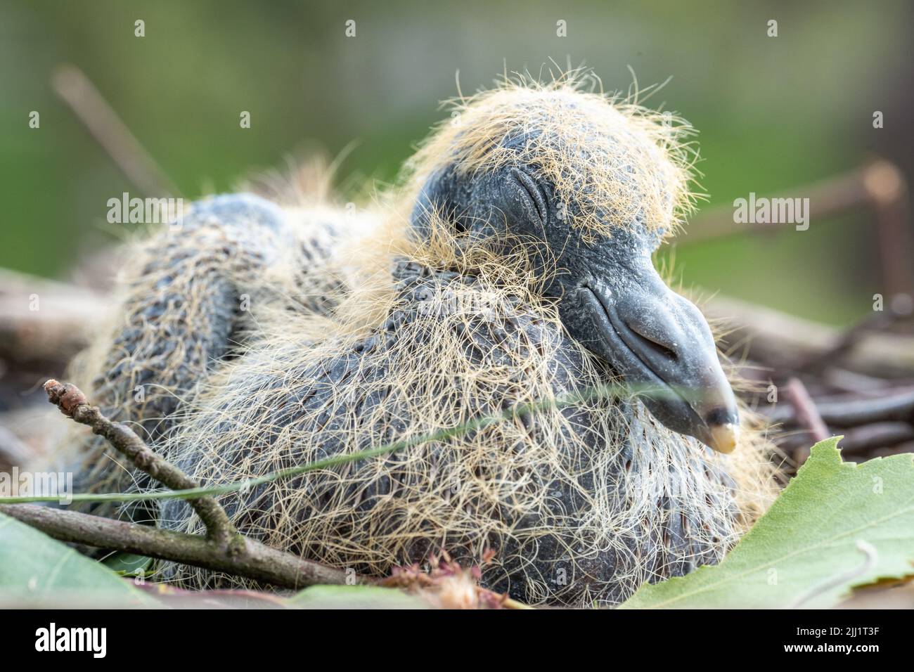 The close-up view of a fledgling Andean condor bird resting in the nest ...