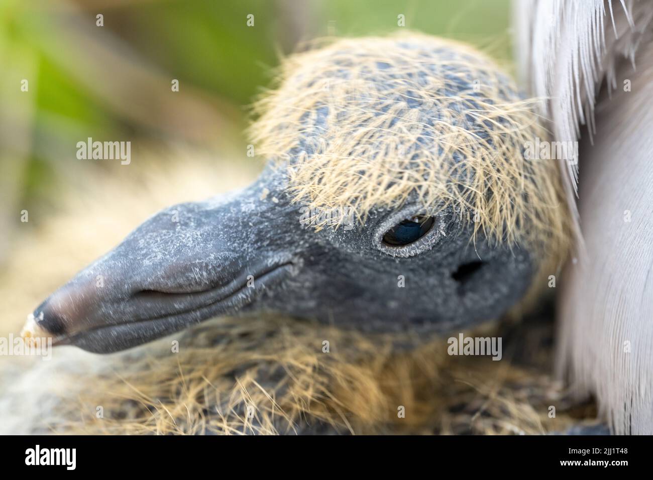 The close-up view of a fledgling Andean condor bird's face Stock Photo ...