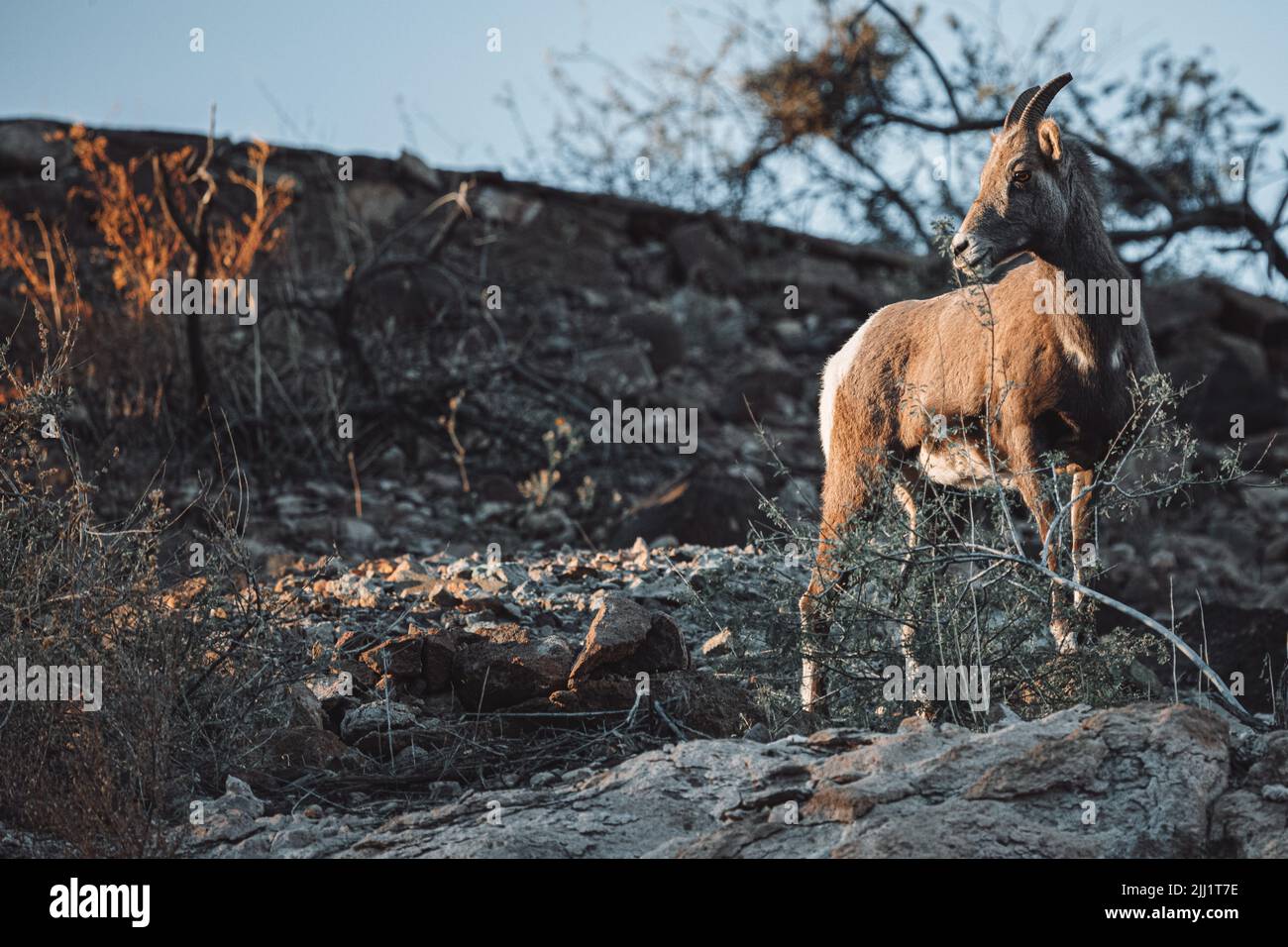 A beautiful view of a Himalayan sheep in the mountains Stock Photo - Alamy