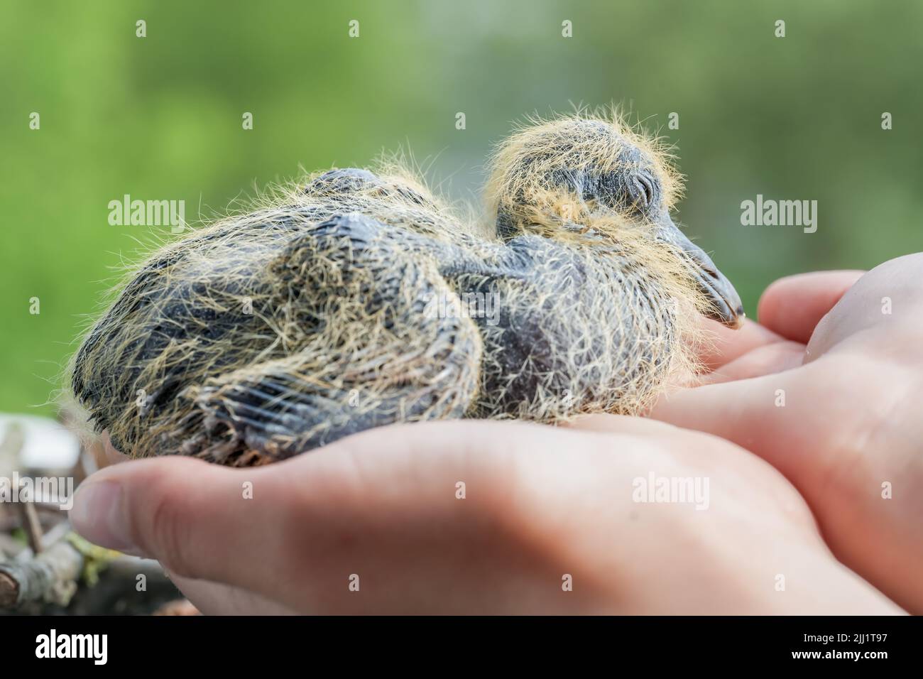 Andean condor baby hi-res stock photography and images - Alamy