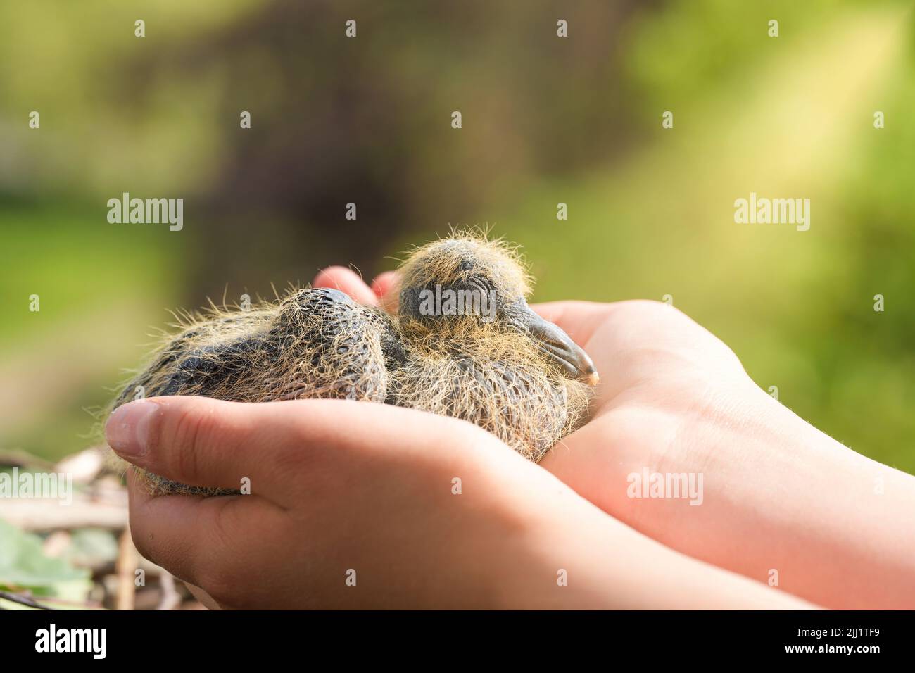 The close-up view of a fledgling Andean condor bird resting in the ...