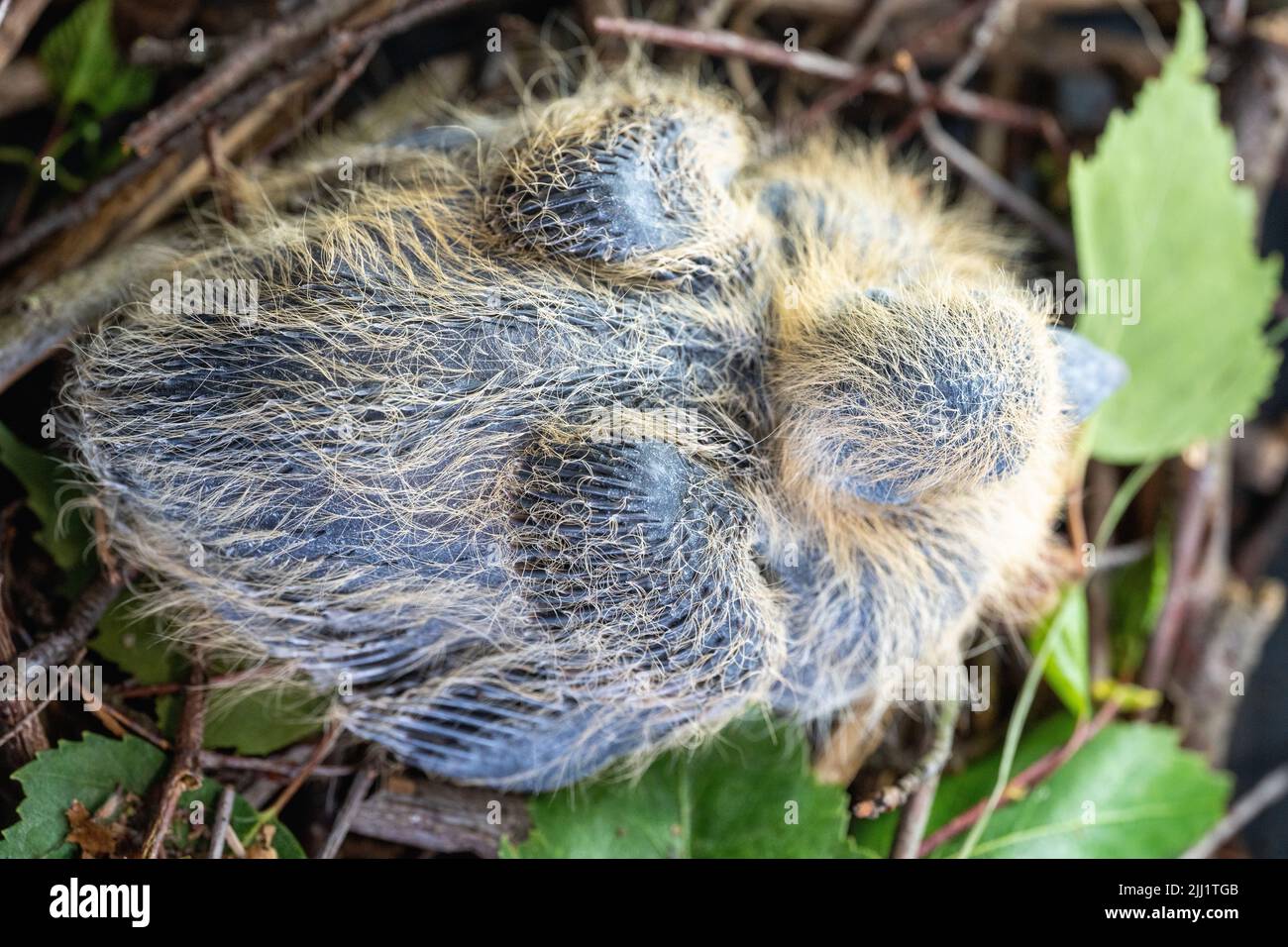 The top view of a fledgling Andean condor bird resting in the nest ...
