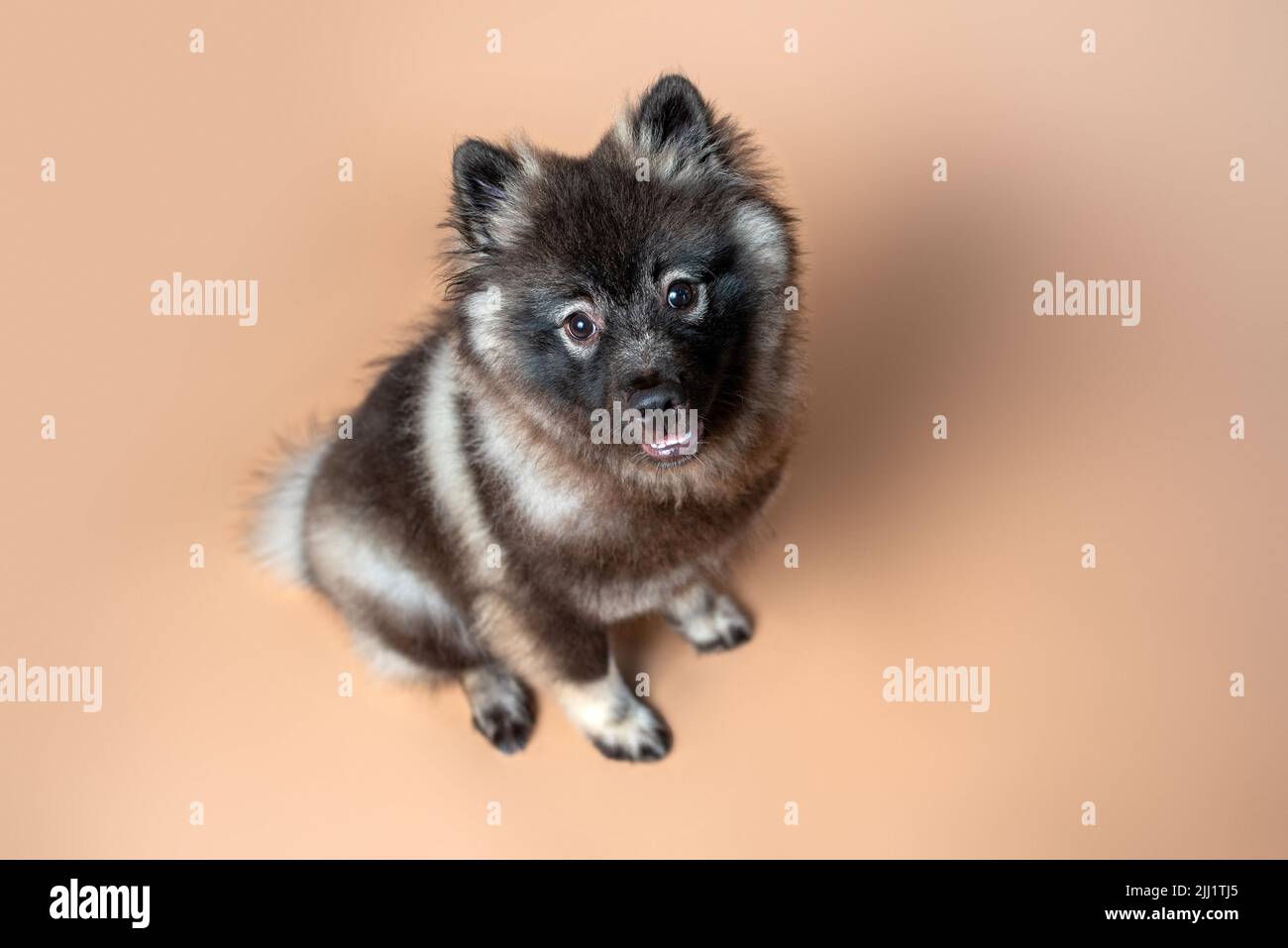 Keeshond puppy with white spectacles and intelligent expression. Studio ...