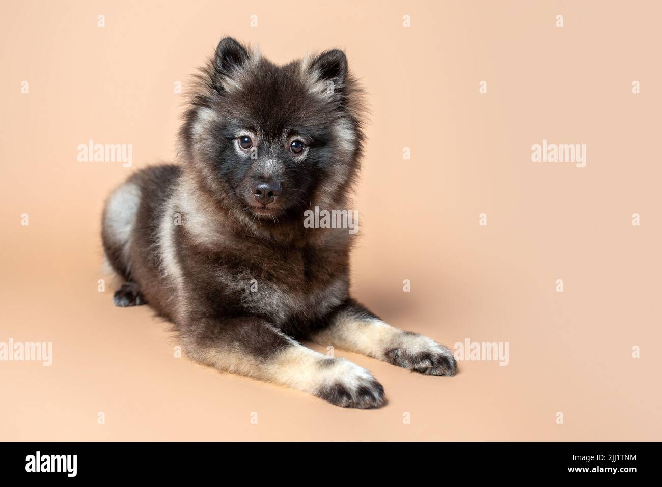 Keeshond White