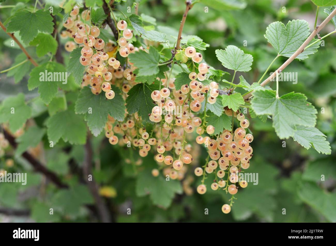 Clusters of ripe white currant with green leaves on a branch in the ...