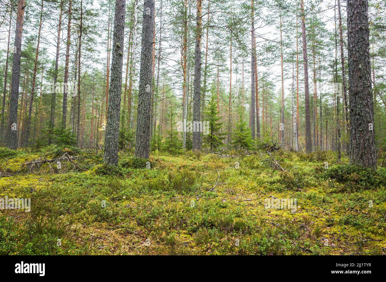 Coniferous forest on a daytime. Natural background photo Stock Photo ...