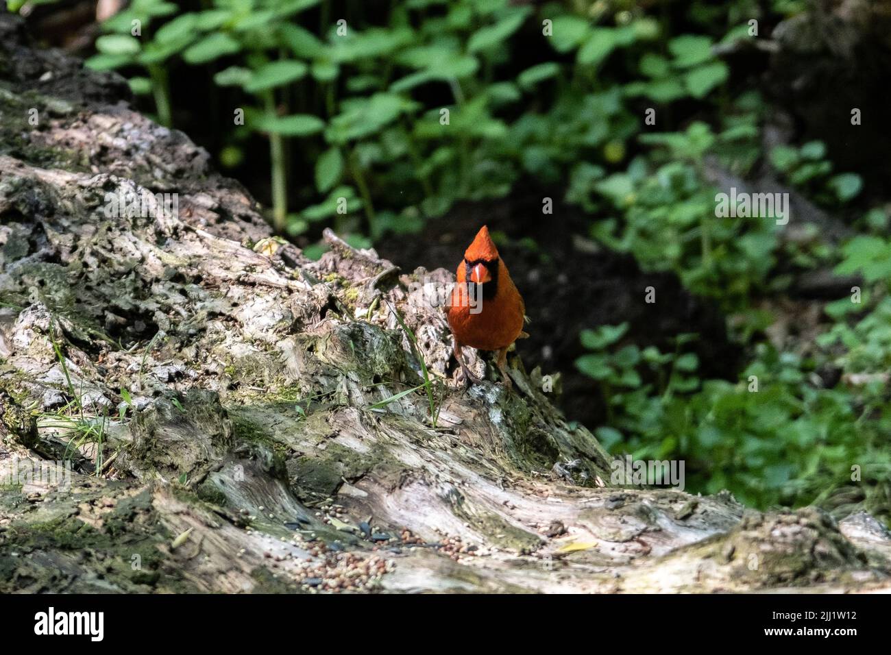Sunday afternoon spent in Central Park Upper West side bird watching ...