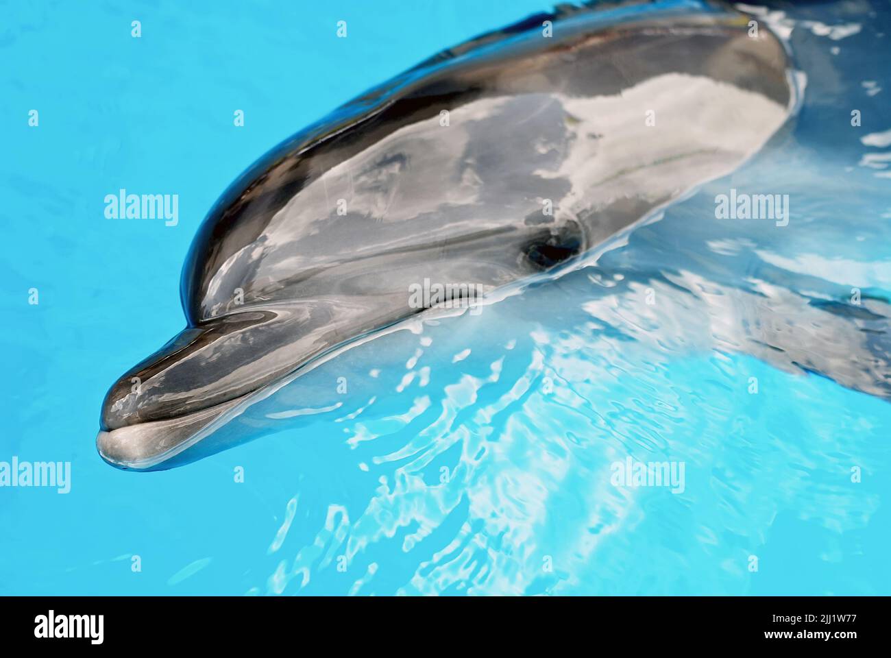 The black sea bottle-nose dolphin in the sky blue water Stock Photo - Alamy