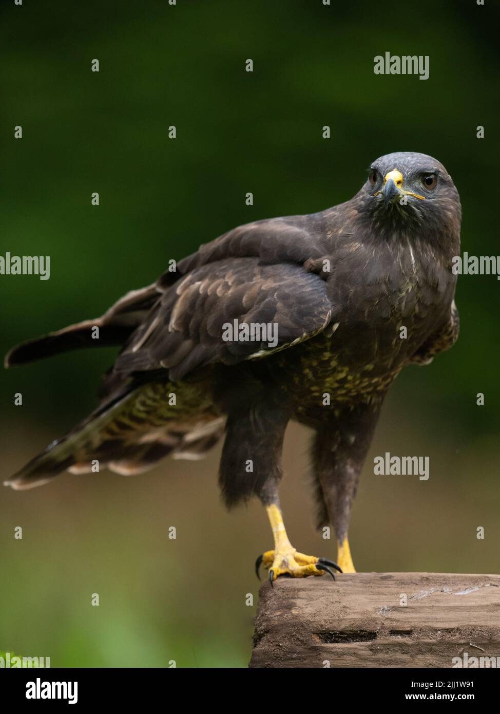 A vertical shot of a common buzzard perched on the wood isolated on a ...