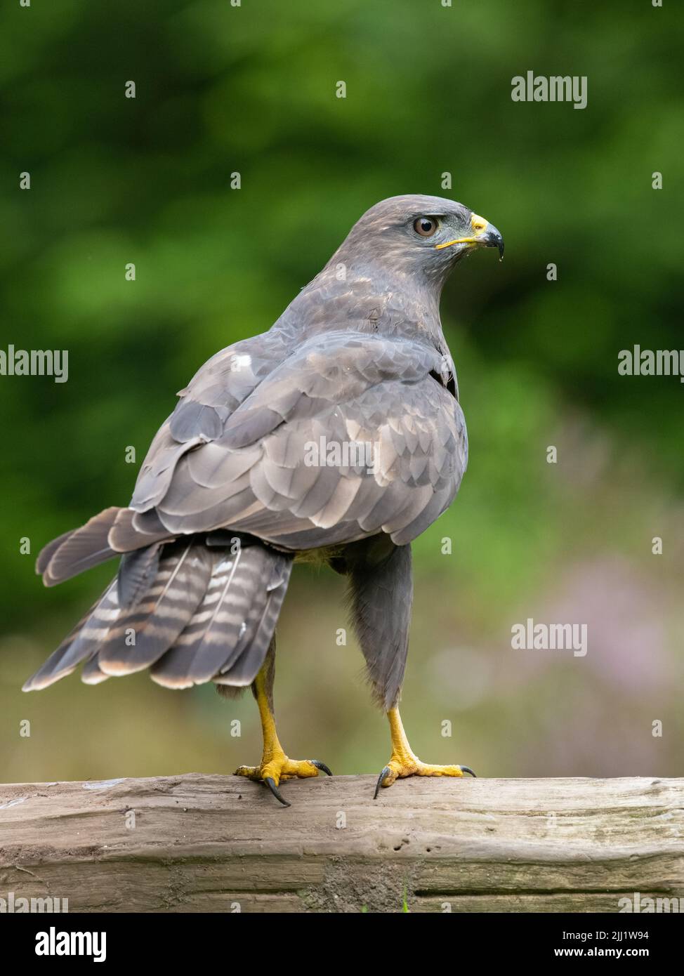 A vertical shot of a common buzzard perched on the wood isolated on a ...