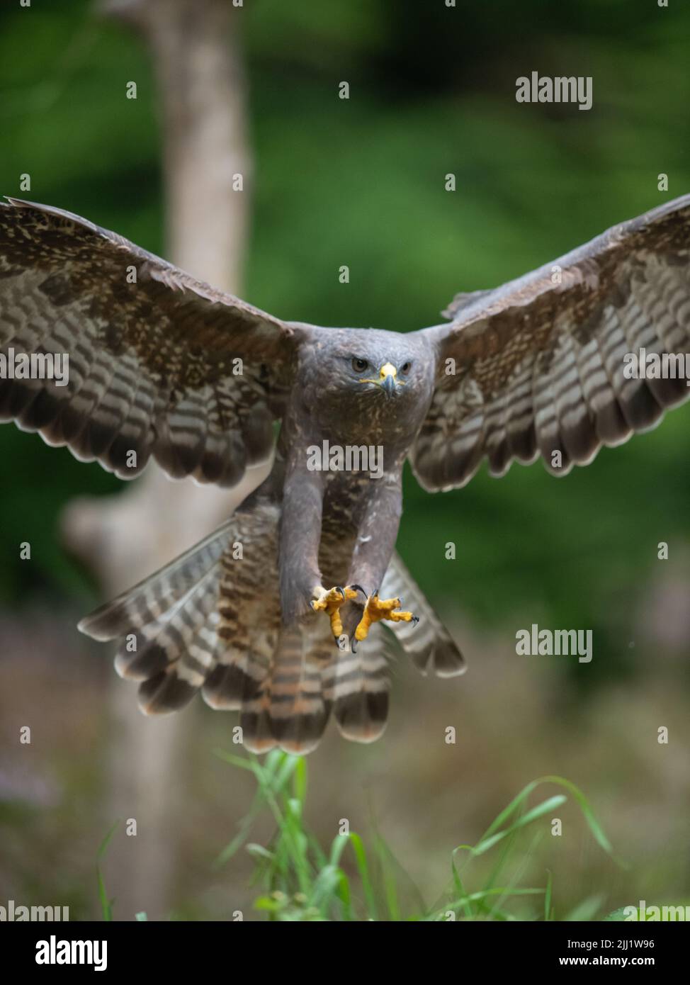A vertical shot of a common buzzard in flight Stock Photo - Alamy