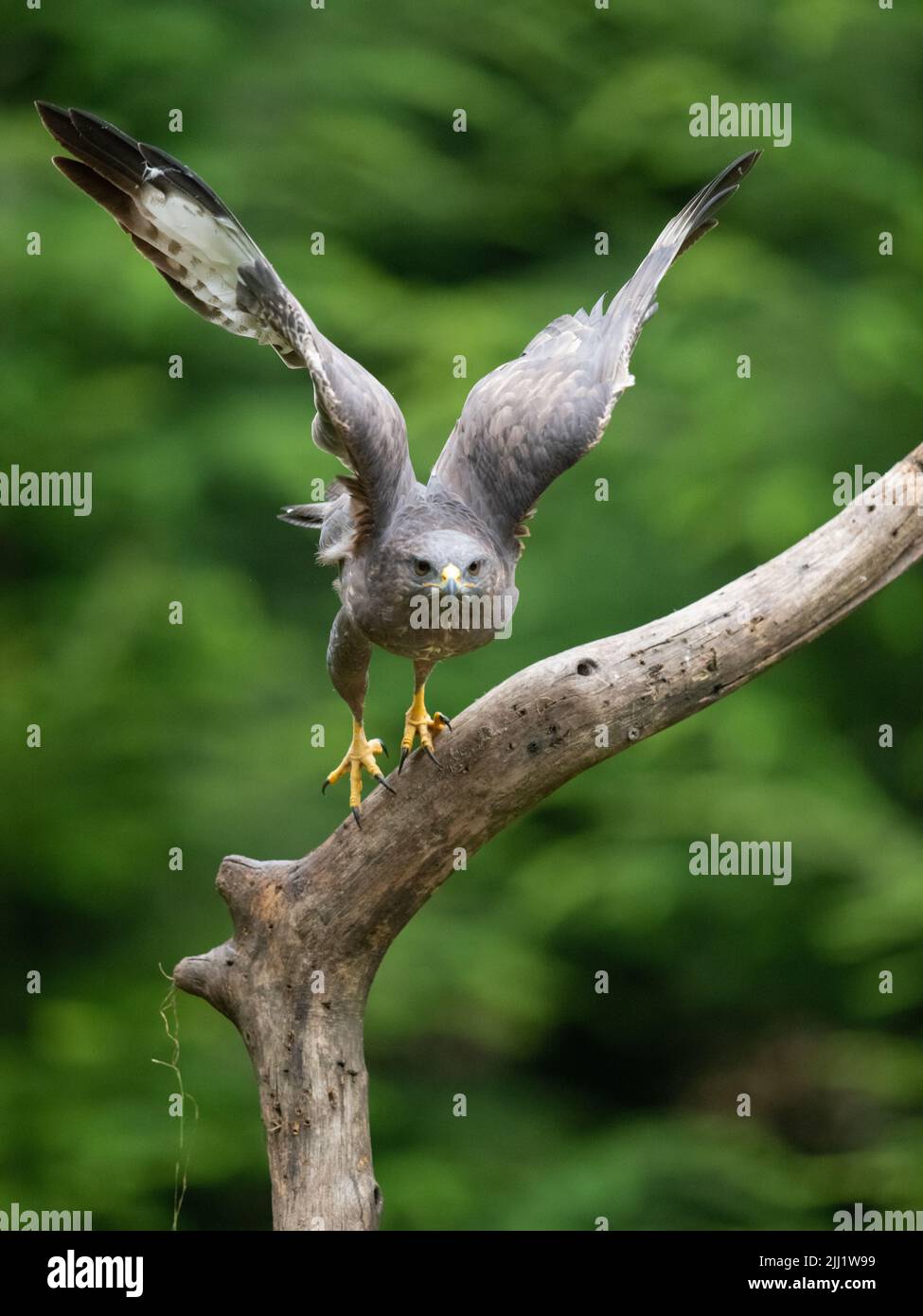 A vertical shot of a common buzzard perched on the wood preparing to ...