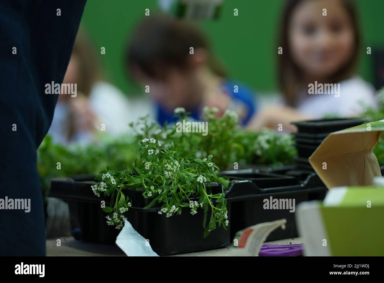 Planting flowers in a pot to save environment Stock Photo - Alamy