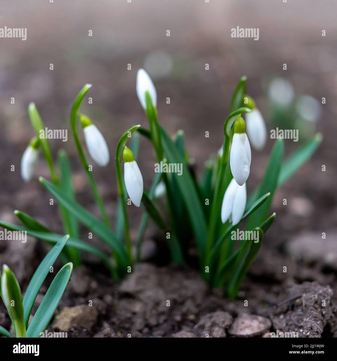 Symbol of spring awakening. The first spring flowers of snowdrops Stock ...