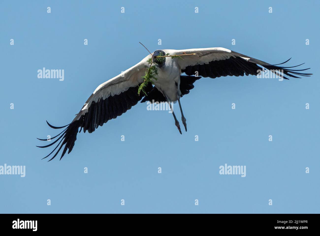 A beautiful view of a wood stork bird in flight in Florida, US Stock ...