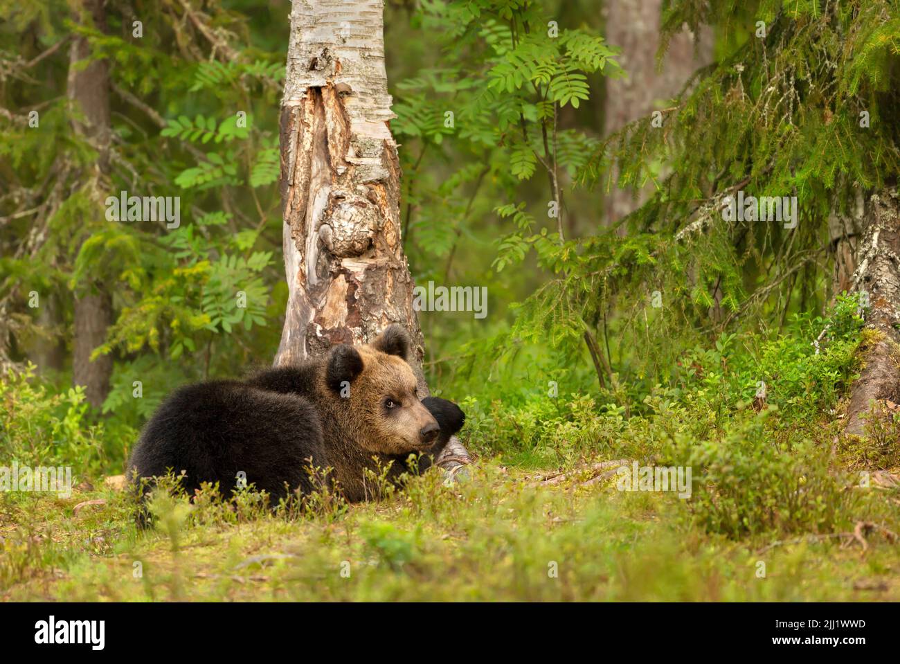 Close up of a cute Eurasian Brown bear cub in a forest in autumn ...