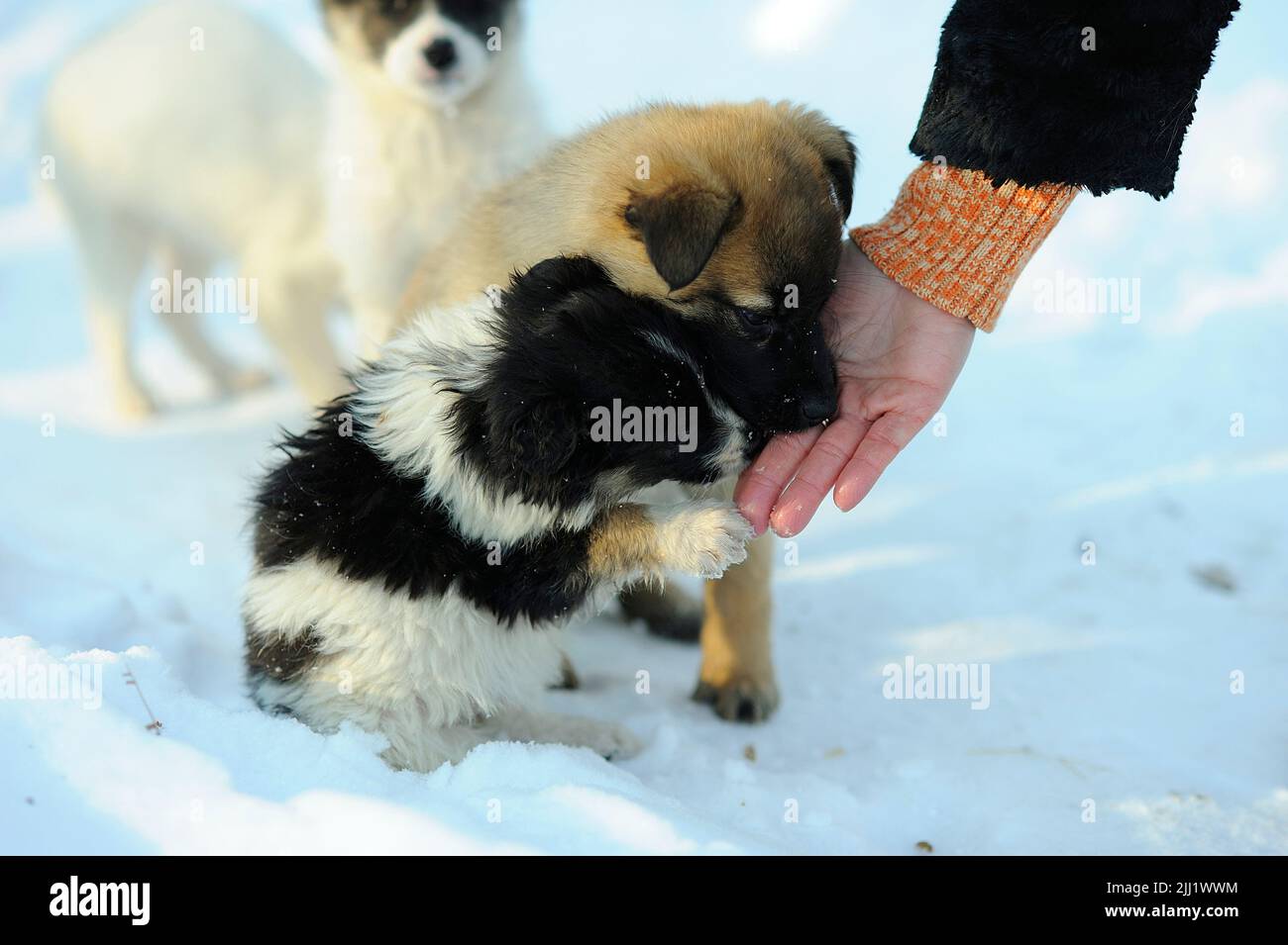 Why Do Puppies Eat Snow