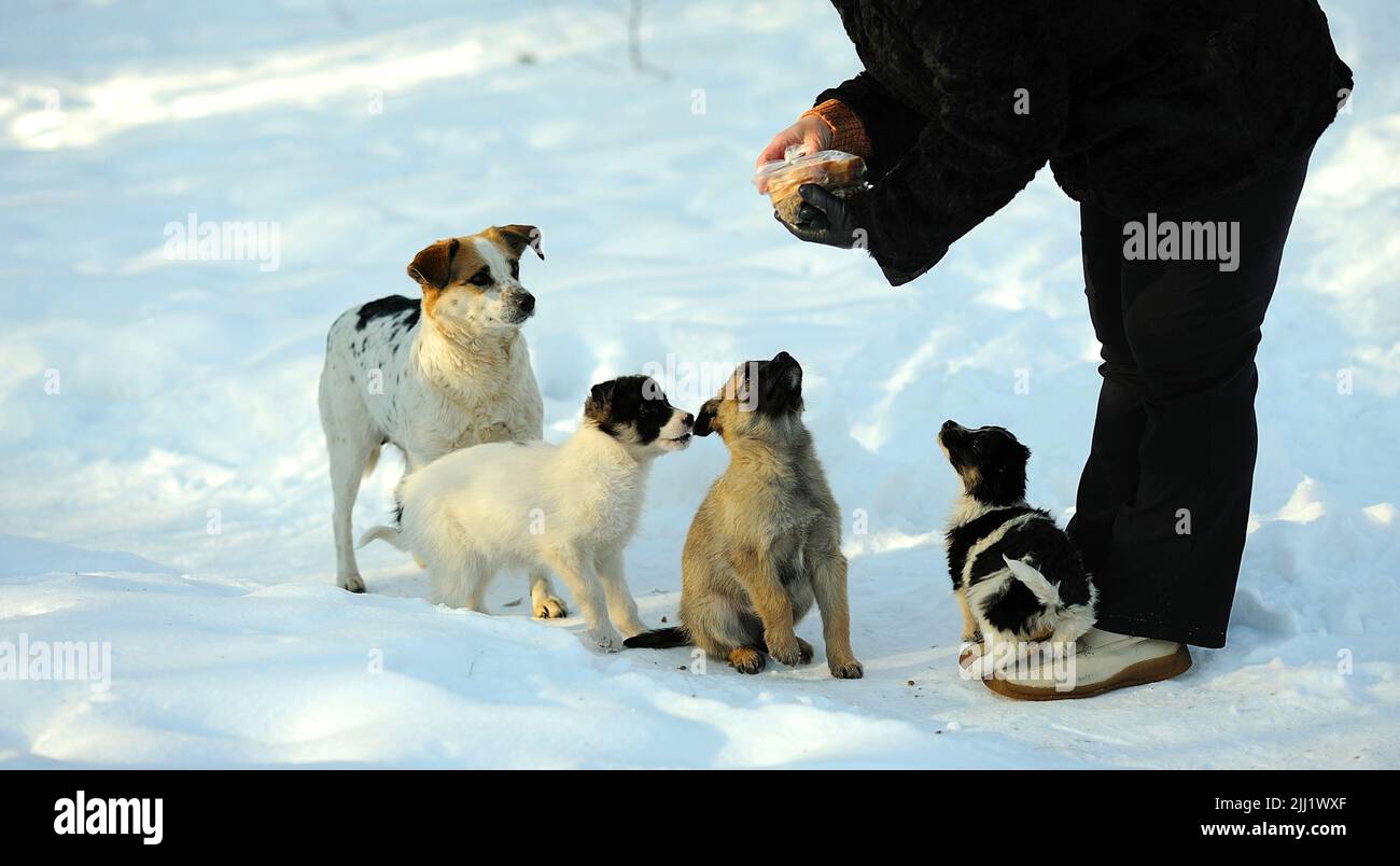 Why Do Puppies Eat Snow
