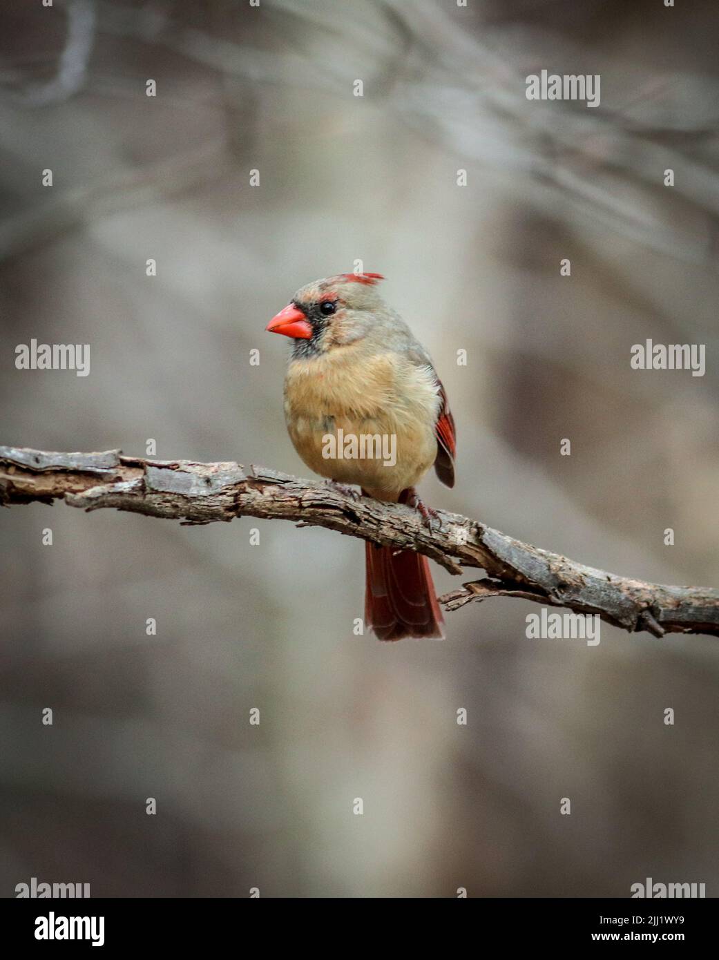 A vertical close-up of a small cardinal bird sitting on a tree branch ...