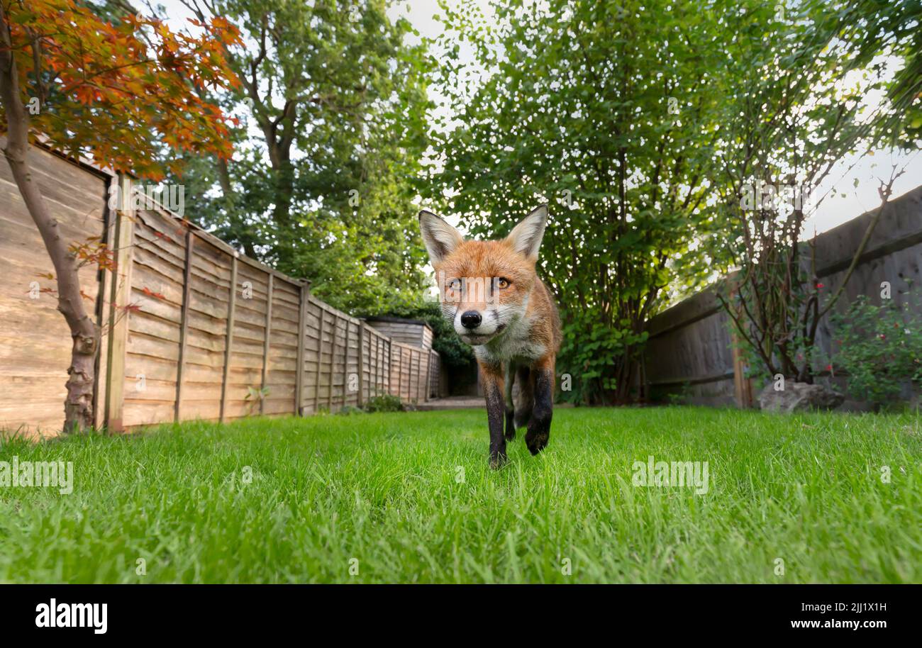 Garden habitat hi-res stock photography and images - Alamy