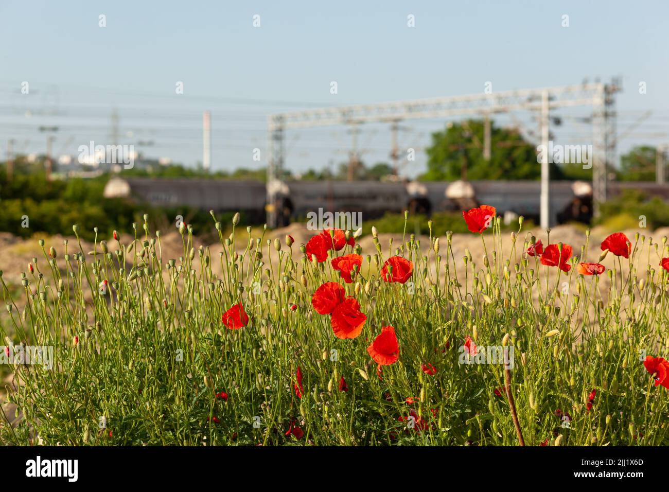 Poppy field of remembrance hi-res stock photography and images - Alamy