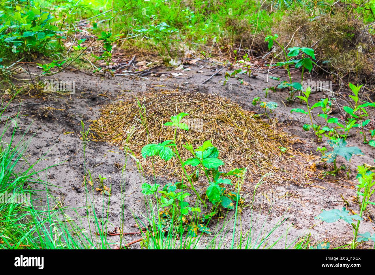 Ant hill with a lot of ants in natural beautiful panorama view on bog ...