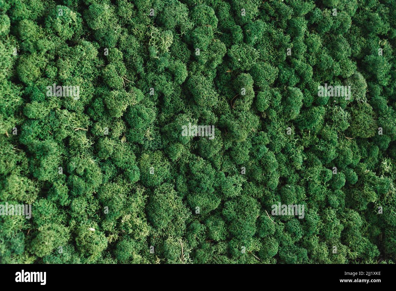 Natural moss-covered wall, texture, floral mossy background. Biophilia ...
