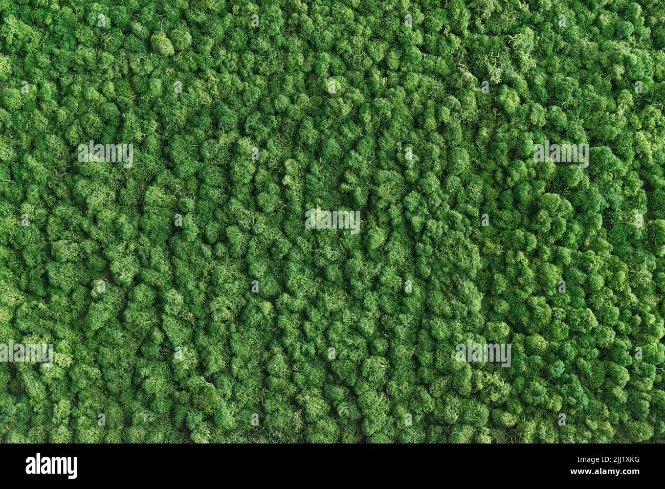 Natural moss-covered wall, texture, floral mossy background. Biophilia ...