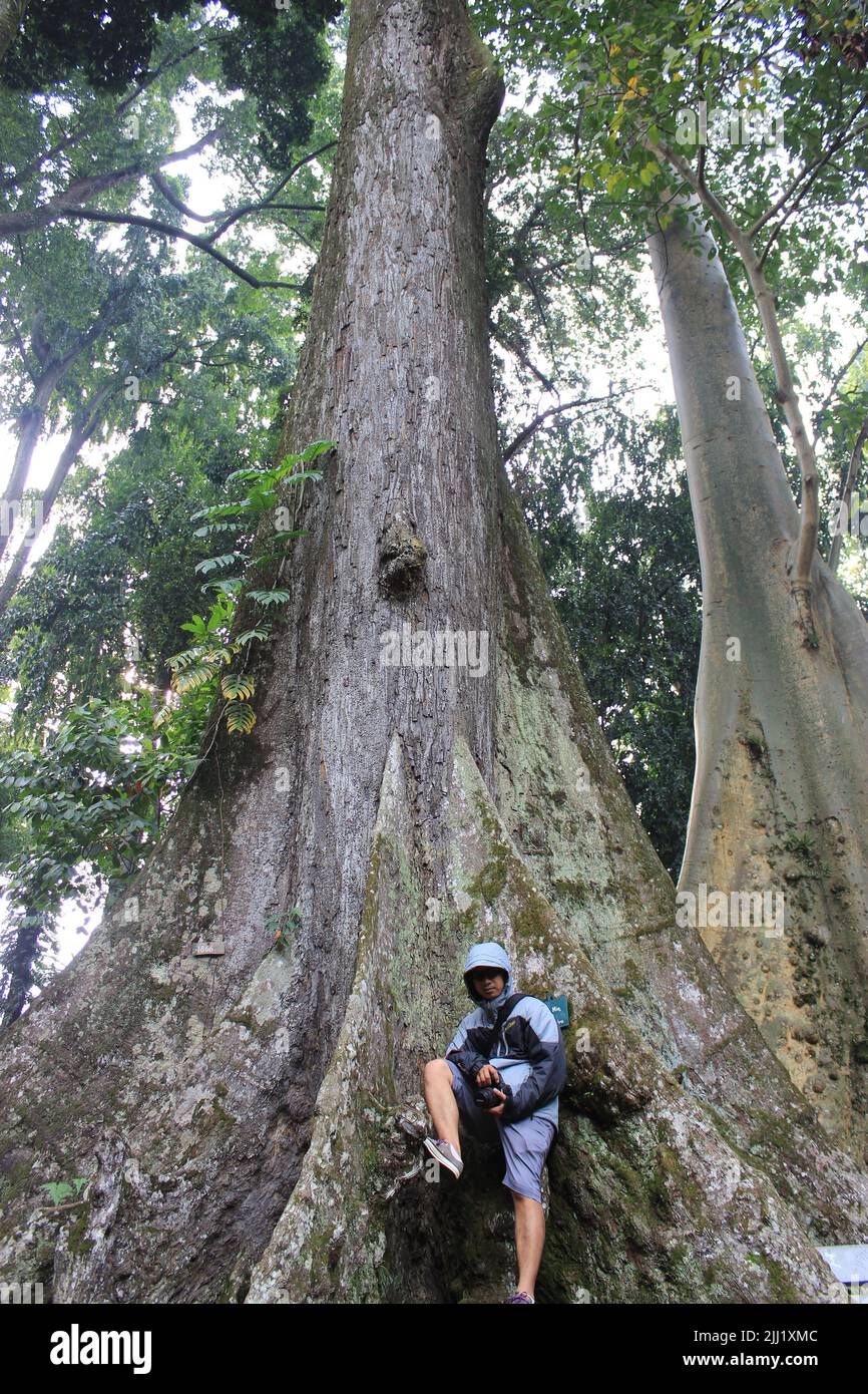 A vertical shot of a person standing on the bottom of a tall tree Stock ...