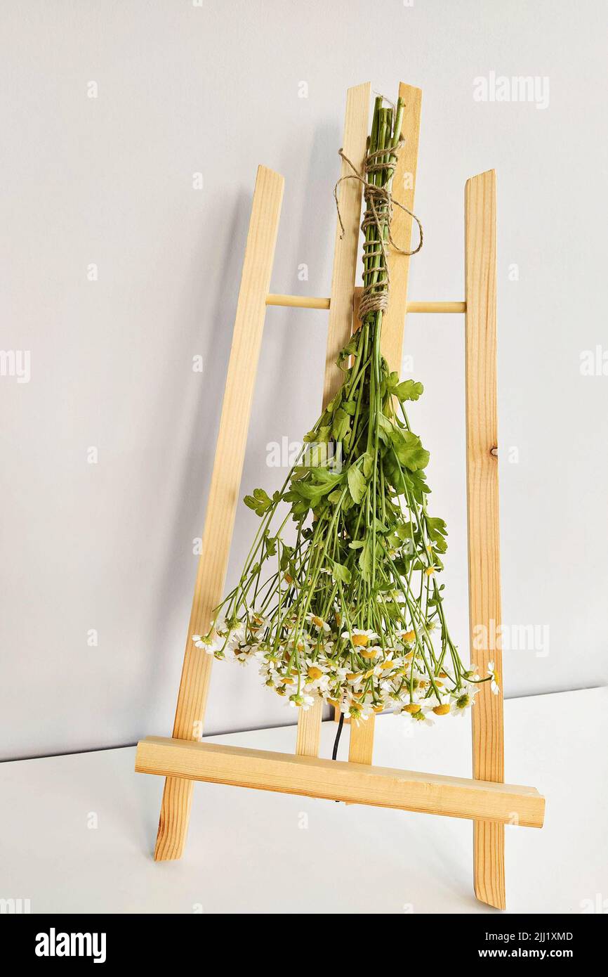 Bundle of medicinal chamomile herb hanging on rack. Using herbal ...