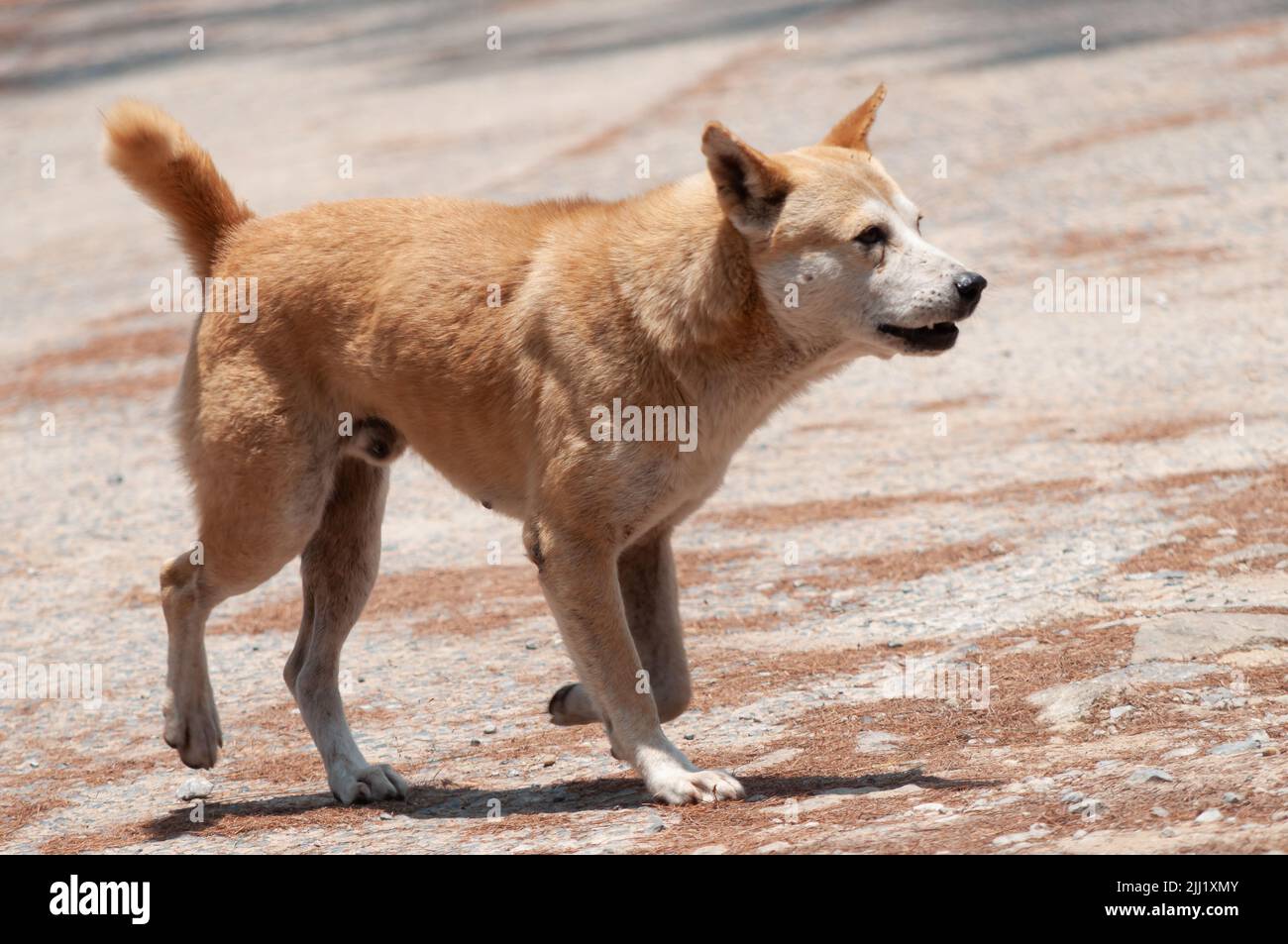 Dingo dog face hi-res stock photography and images - Alamy