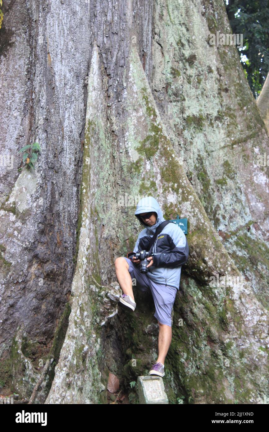 A vertical shot of a person standing on the bottom of a tall tree Stock ...