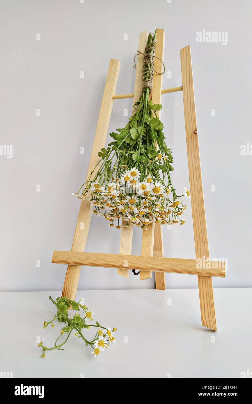 Bundle of medicinal chamomile herb hanging on rack. Using herbal ...
