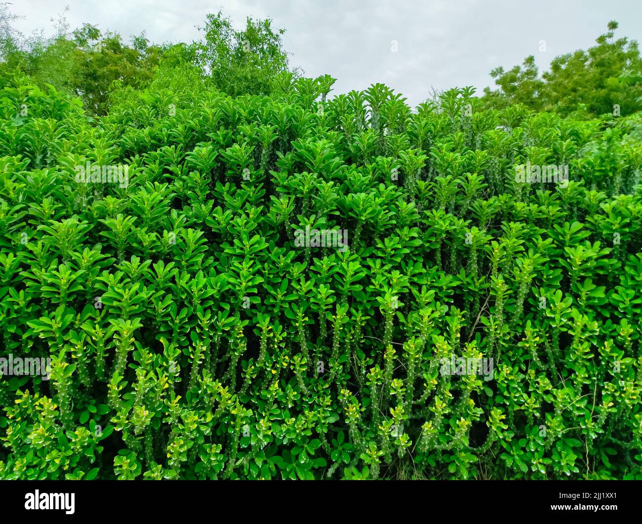 Euphorbia edulis hi-res stock photography and images - Alamy