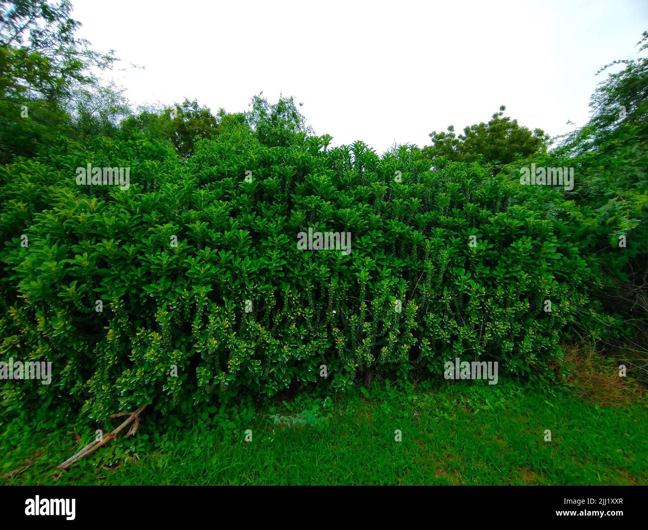 A Closeup Shot Of Indian Thor Plant Ayurvedic Medicinal Plants Photo ...