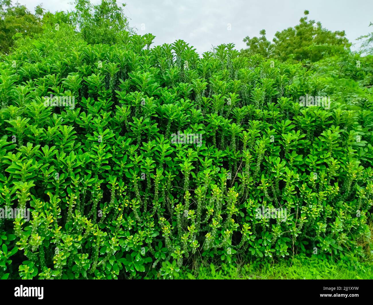Euphorbia edulis hi-res stock photography and images - Alamy