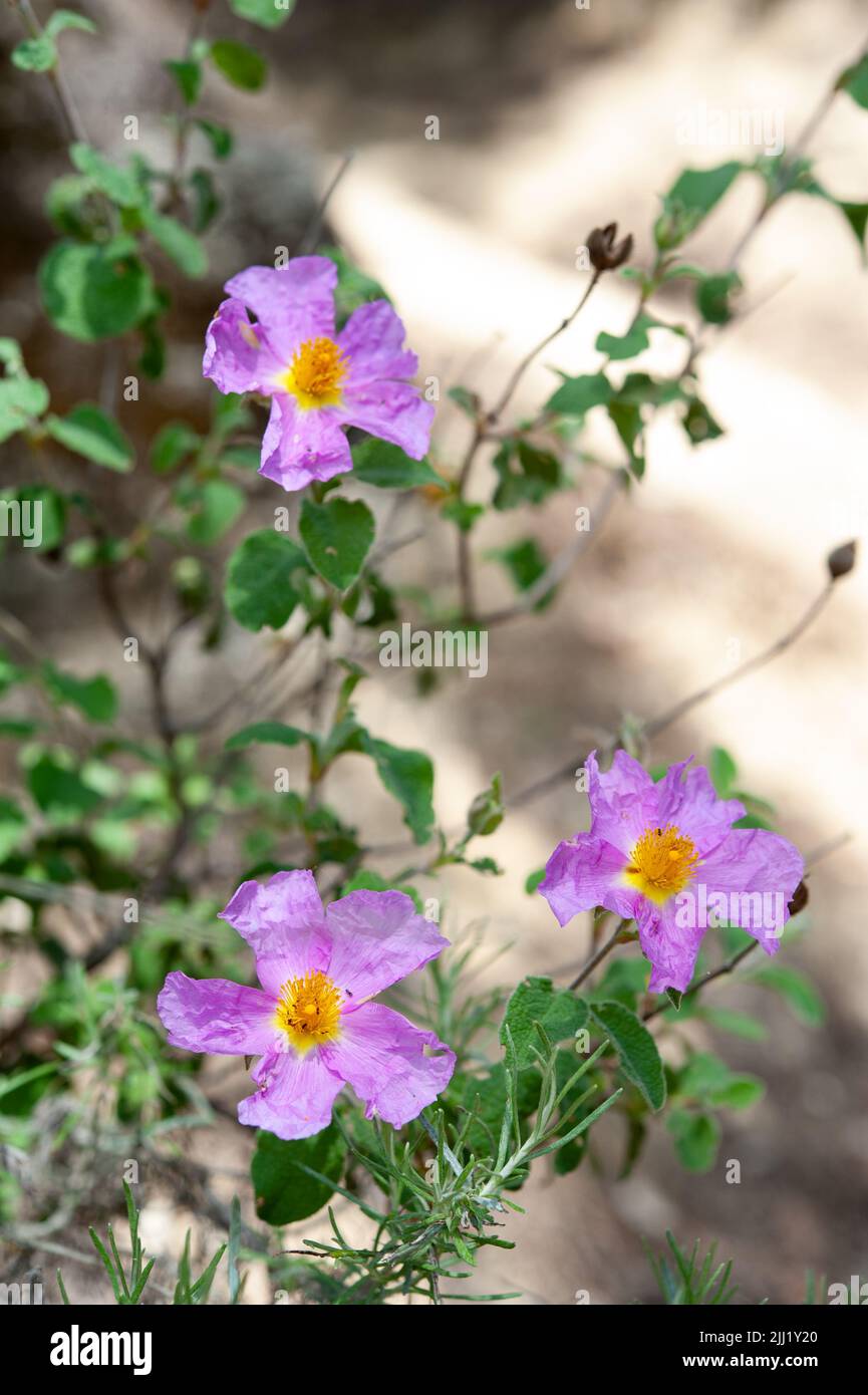 Rosa canina, commonly known as the dog rose, is a wild plant with sweet ...