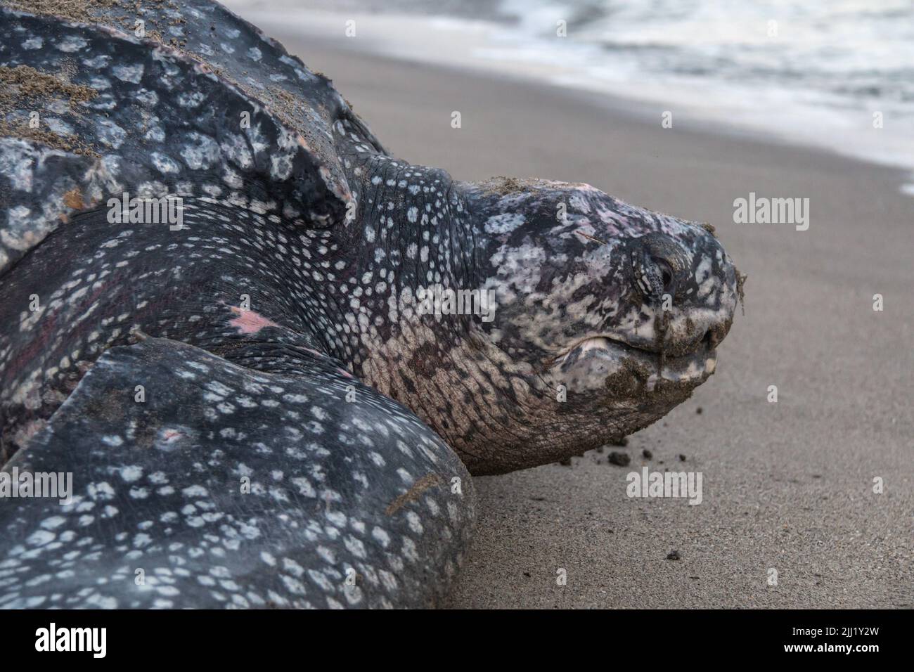 Close-up of a leatherback sea turtle laying her eggs during Trinidad ...