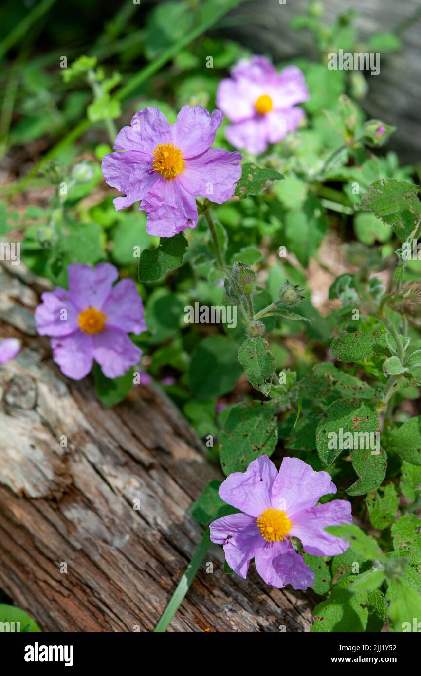Rosa canina, commonly known as the dog rose, is a wild plant with sweet ...